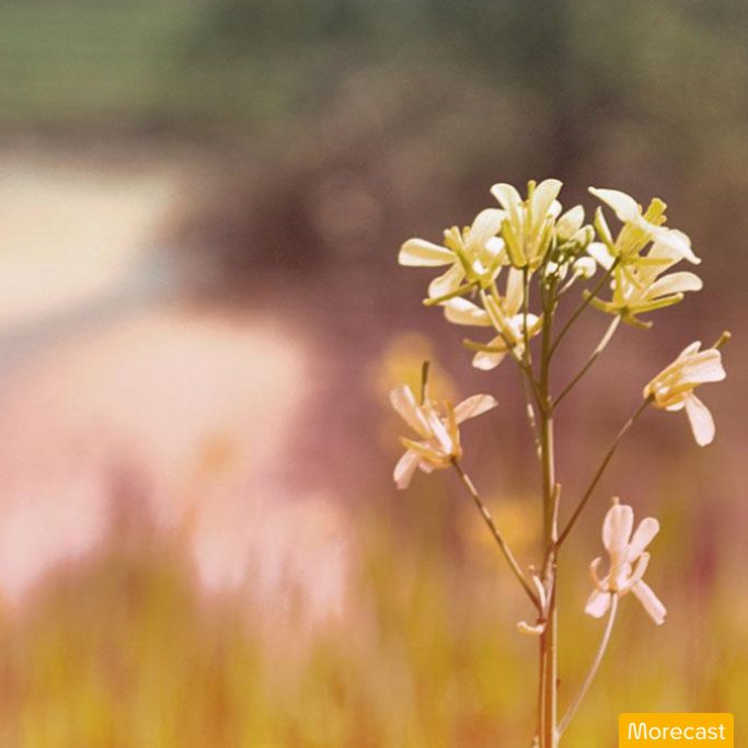 01A51CD0 :: Profile :: Morecast